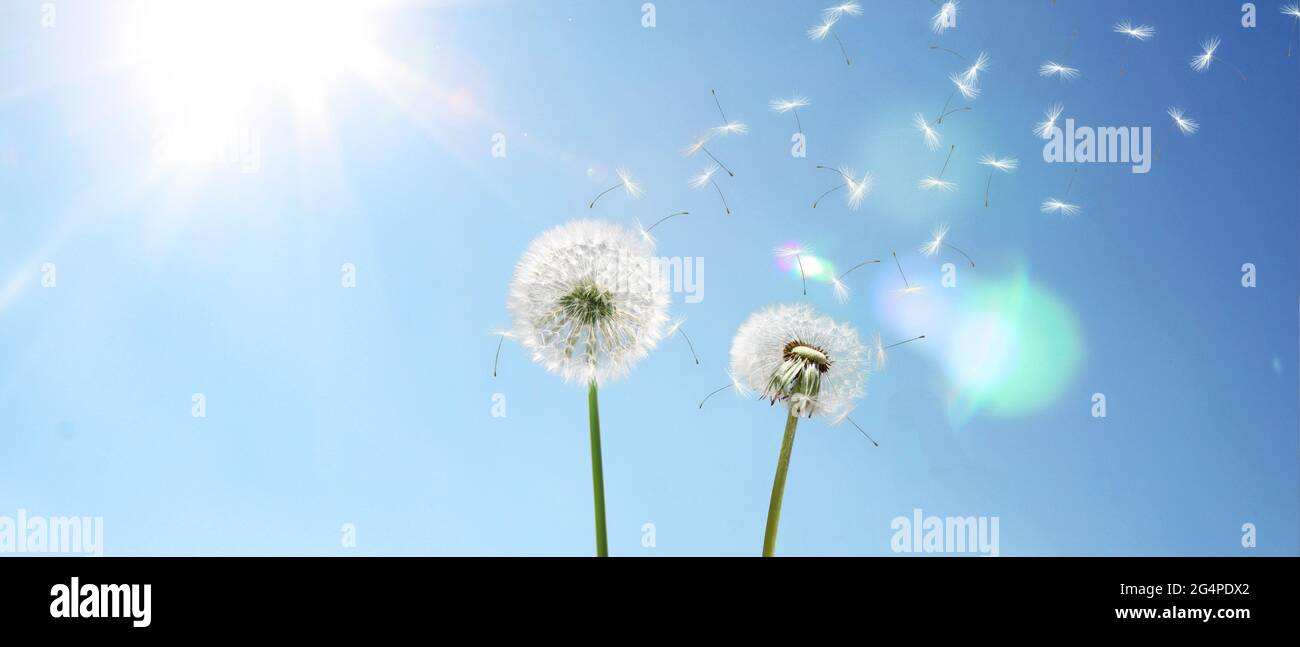 Beautiful dreamy spring nature background with dandelion Stock Photo ...