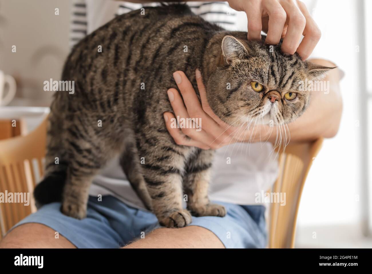 Young man with cute cat in kitchen, closeup Stock Photo - Alamy