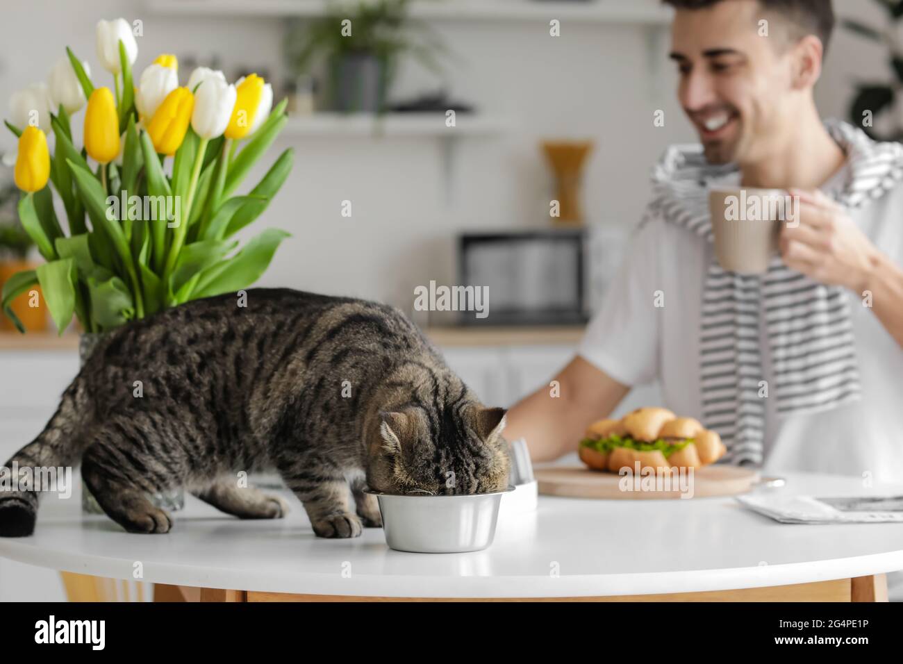 Domestic cat eating from table hi-res stock photography and images - Alamy