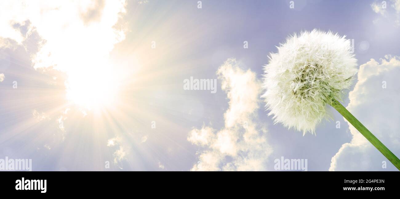 Beautiful dreamy spring nature background with dandelion Stock Photo ...