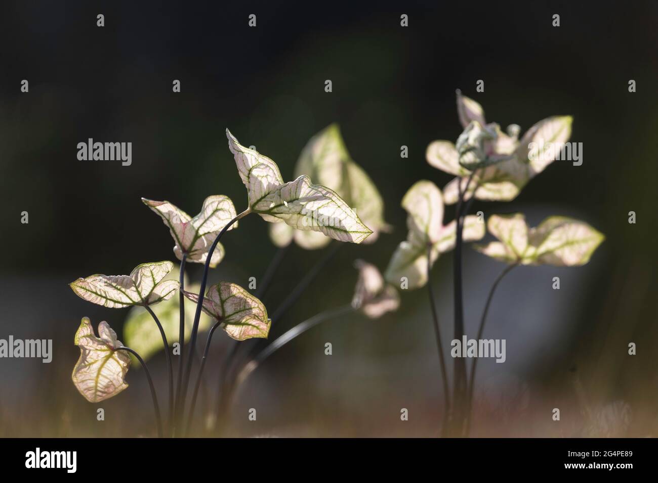 A caladium tree with pale pink leaves and curled. Bon trees are popular ...
