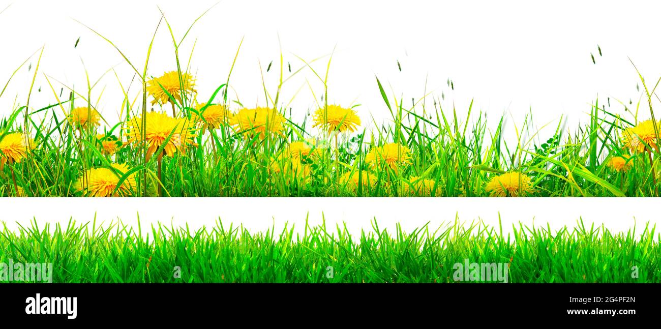 Grass flower field in spring background with sunlight Stock Photo - Alamy