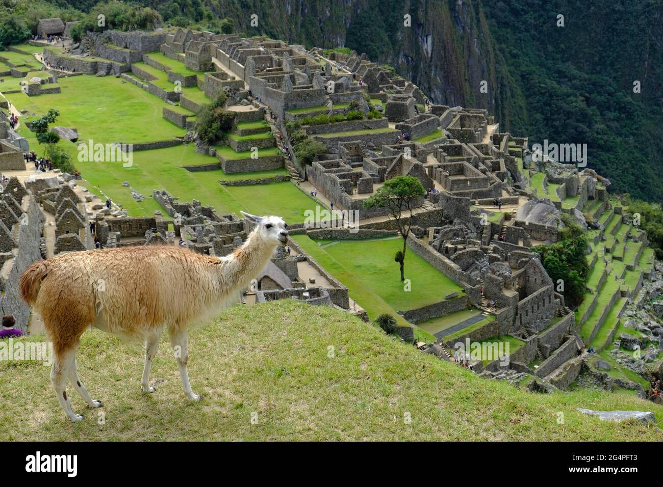 Peru Machu Picchu - Llamas of Machu Picchu Stock Photo - Alamy