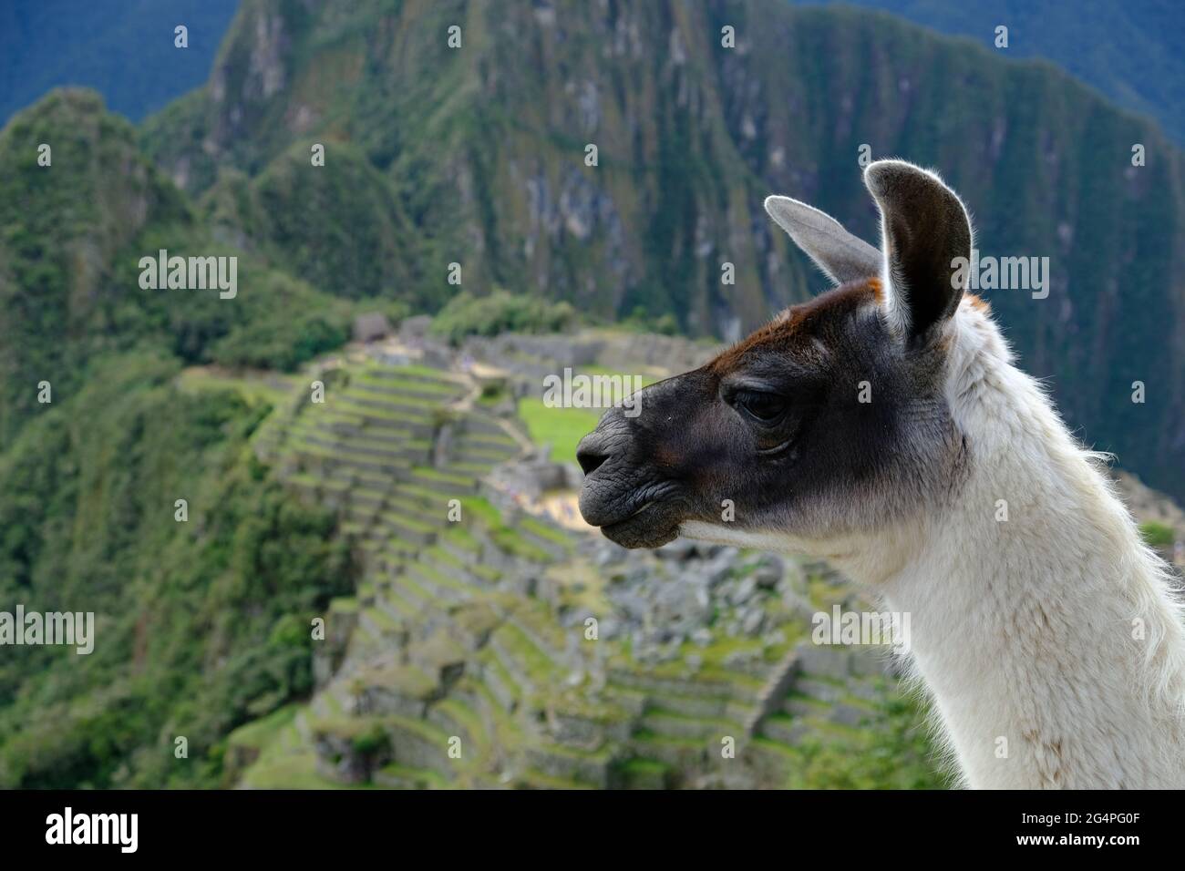Peru Machu Picchu - Llamas of Machu Picchu Stock Photo - Alamy