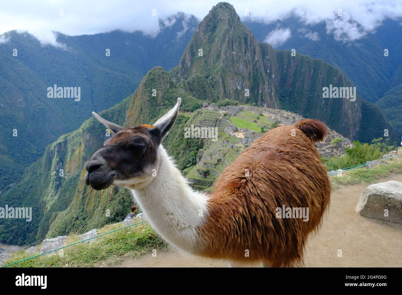 Peru Machu Picchu - Llamas of Machu Picchu Stock Photo - Alamy