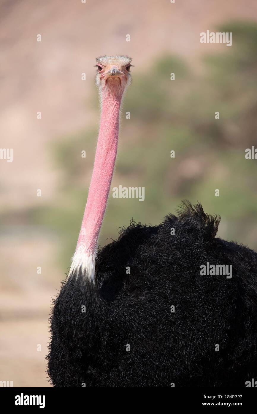 Red-necked ostrich male (Struthio camelus camelus) head and neck close ...