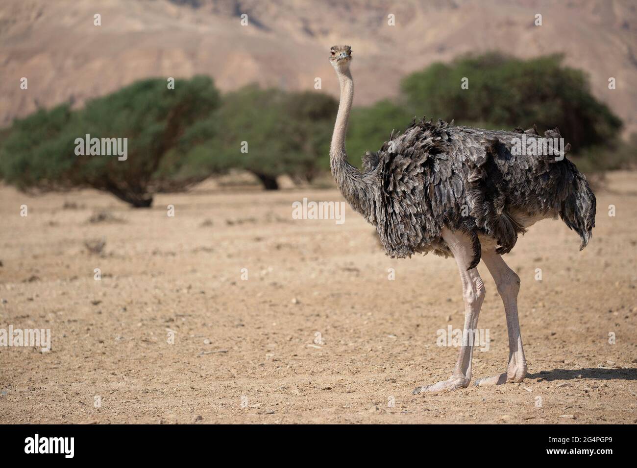 Red-necked ostrich female bird in the Negev desert (Struthio camelus ...