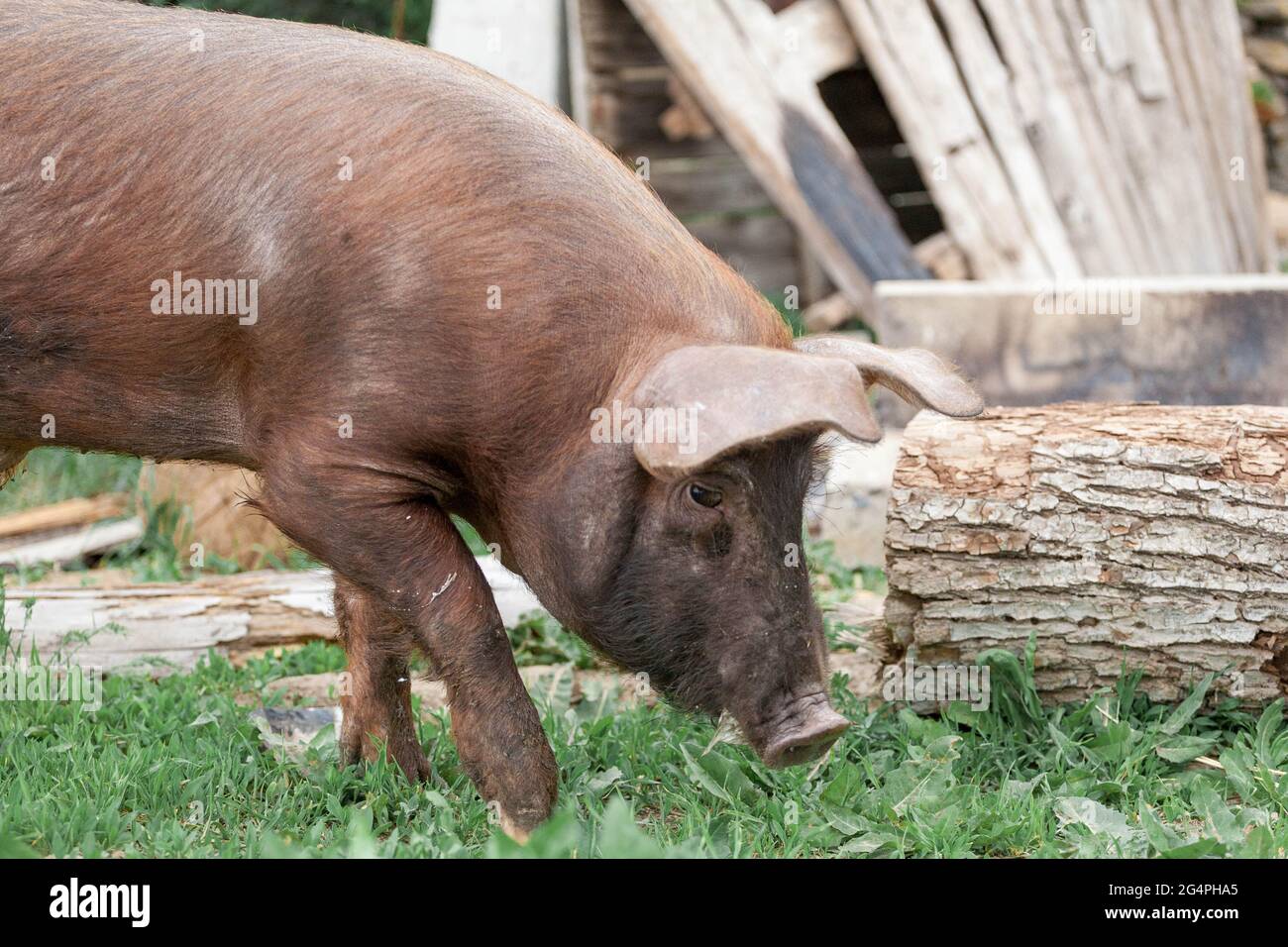 piglet with dark brown hair and curled pig tail in a cage eating grass ...