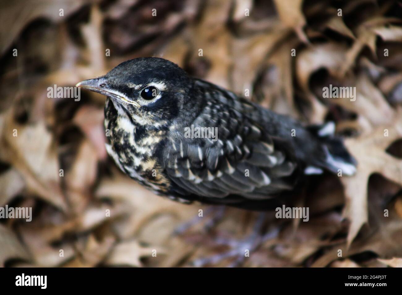 A baby robin Stock Photo - Alamy