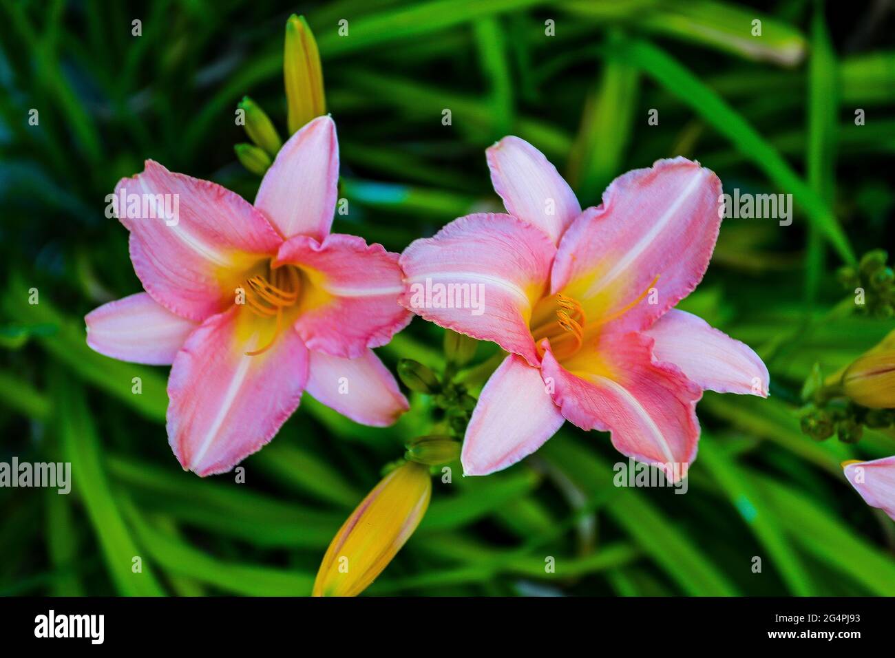 Two Pink Flowers Stock Photo - Alamy