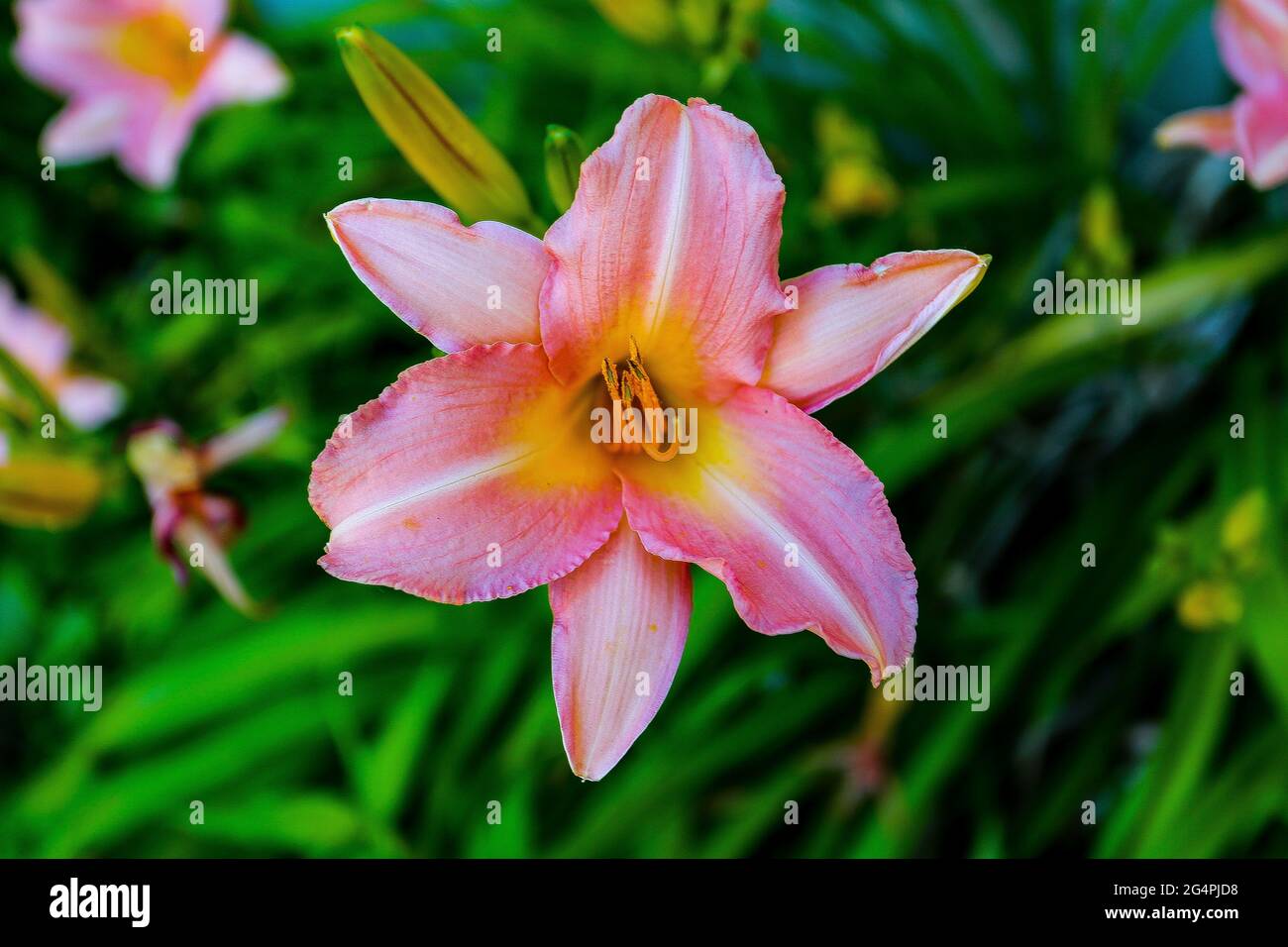 Lone pink flower hi-res stock photography and images - Alamy