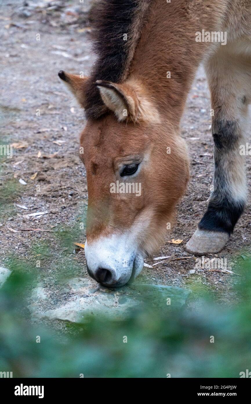 Closeup of a donkey smelling the ground of the pasture Stock Photo - Alamy