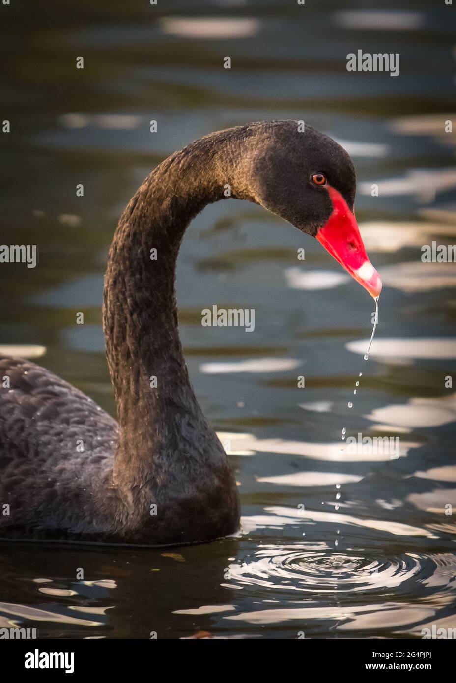 Black Swan with water droplet falling from beak Stock Photo - Alamy