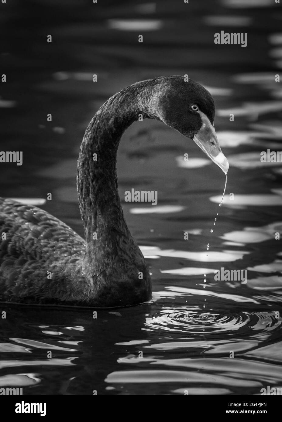 Black Swan with water droplet falling from beak Stock Photo - Alamy