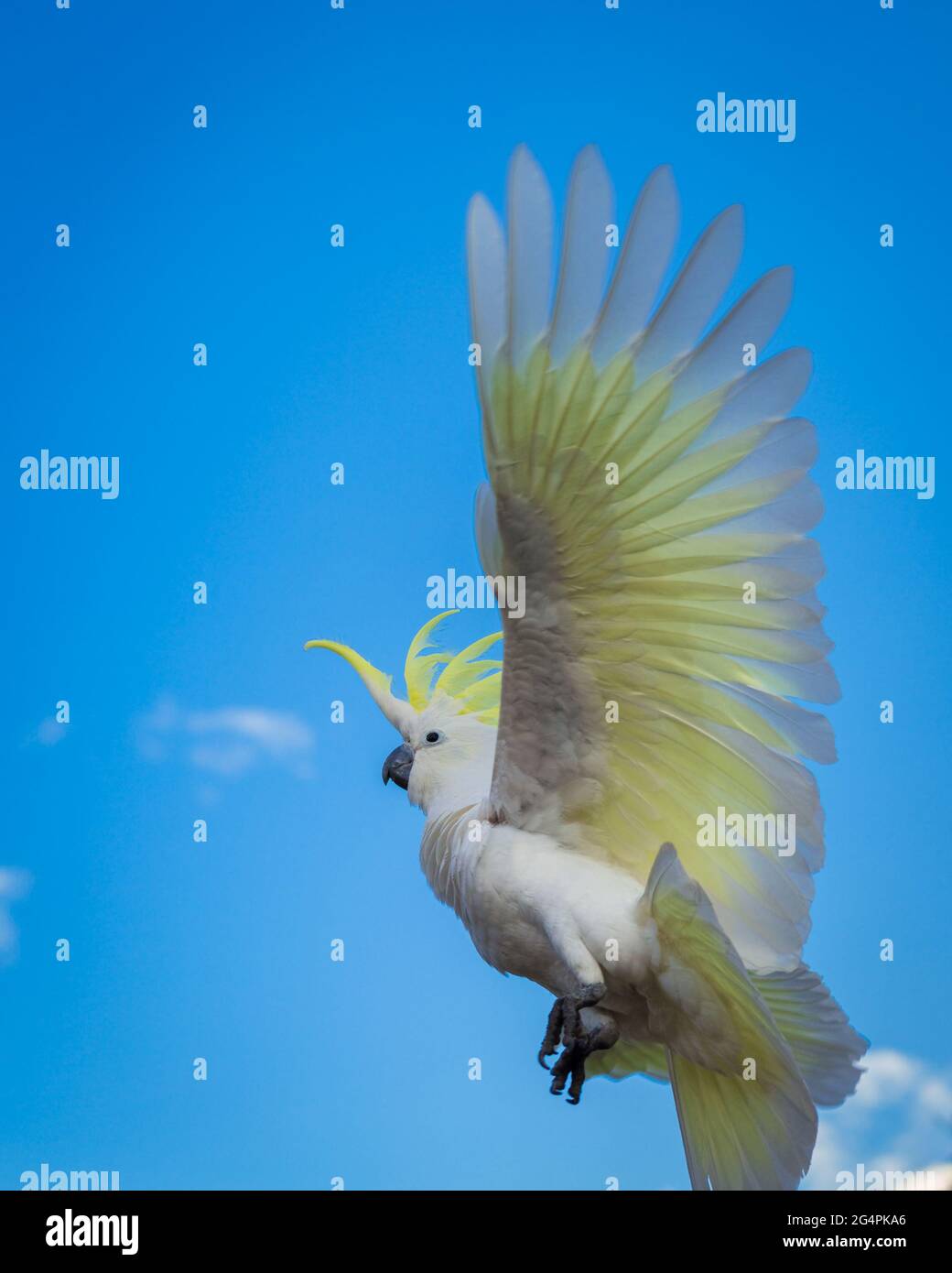 Sulphur Crested Cockatoo in flight Stock Photo - Alamy