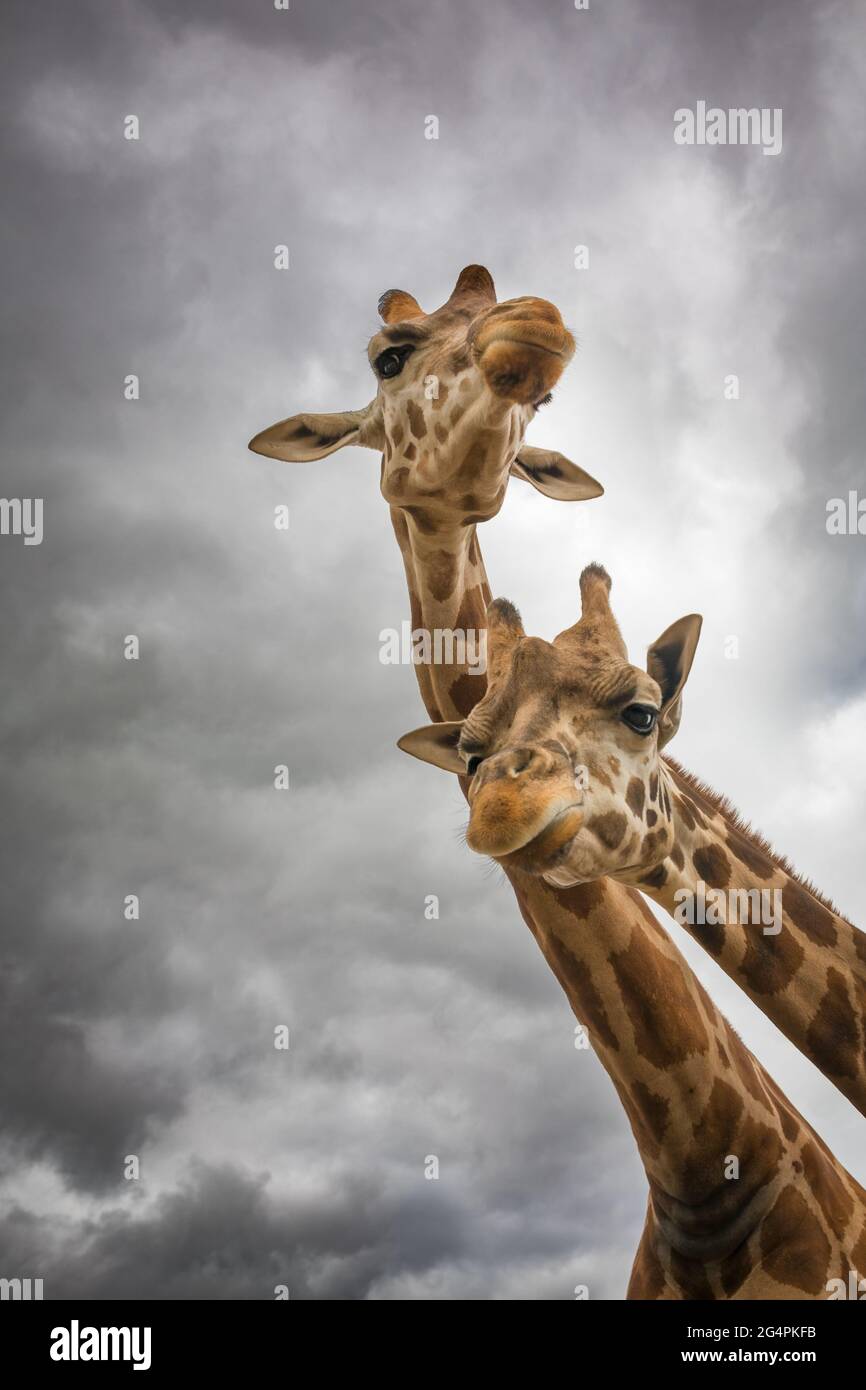 Giraffe Couple Wallpaper