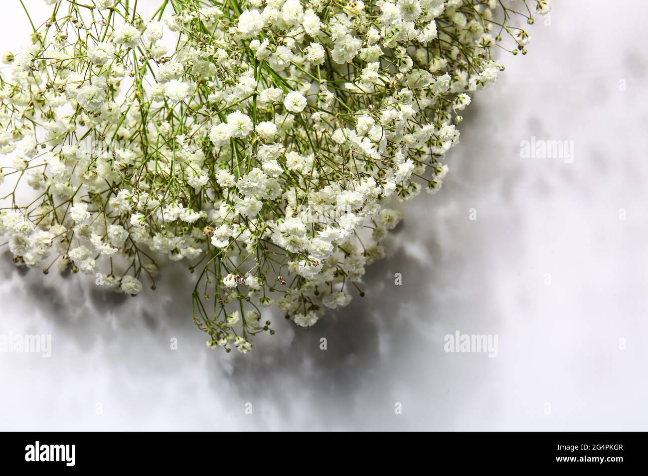 Beautiful gypsophila flowers on white background Stock Photo - Alamy