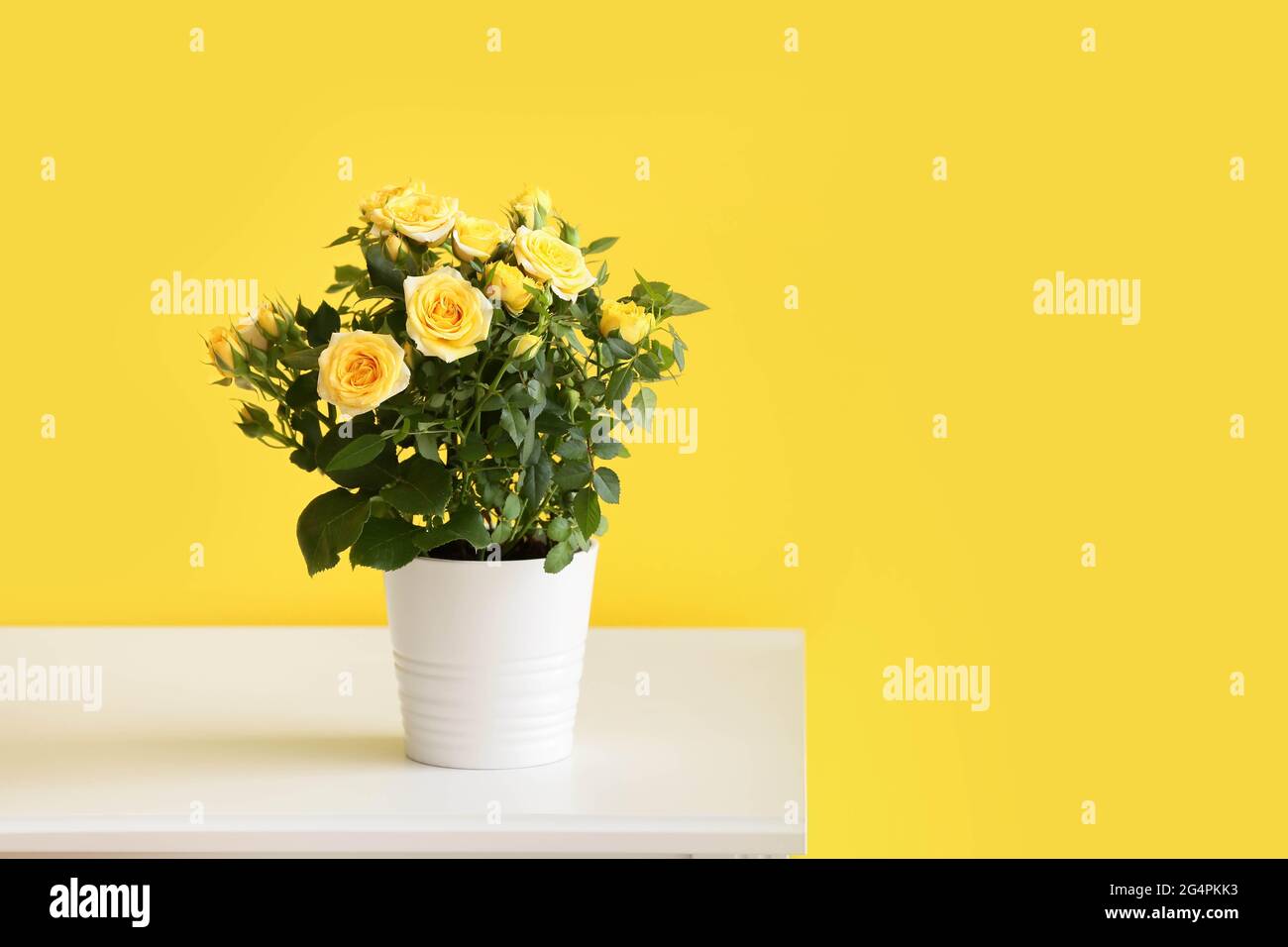 Beautiful yellow rose in pot on table near color wall Stock Photo - Alamy