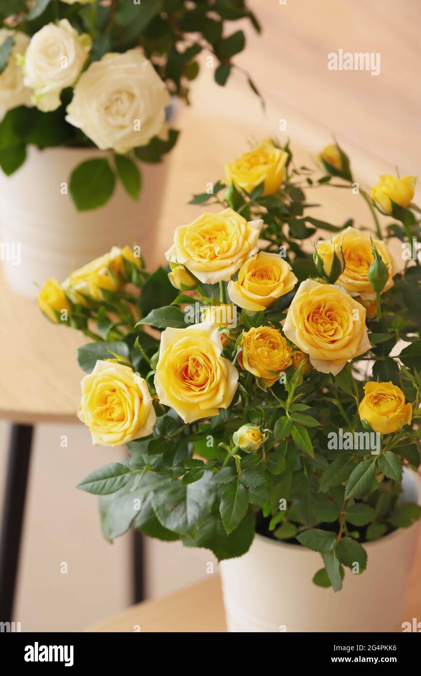 Roses in pots hi-res stock photography and images - Alamy