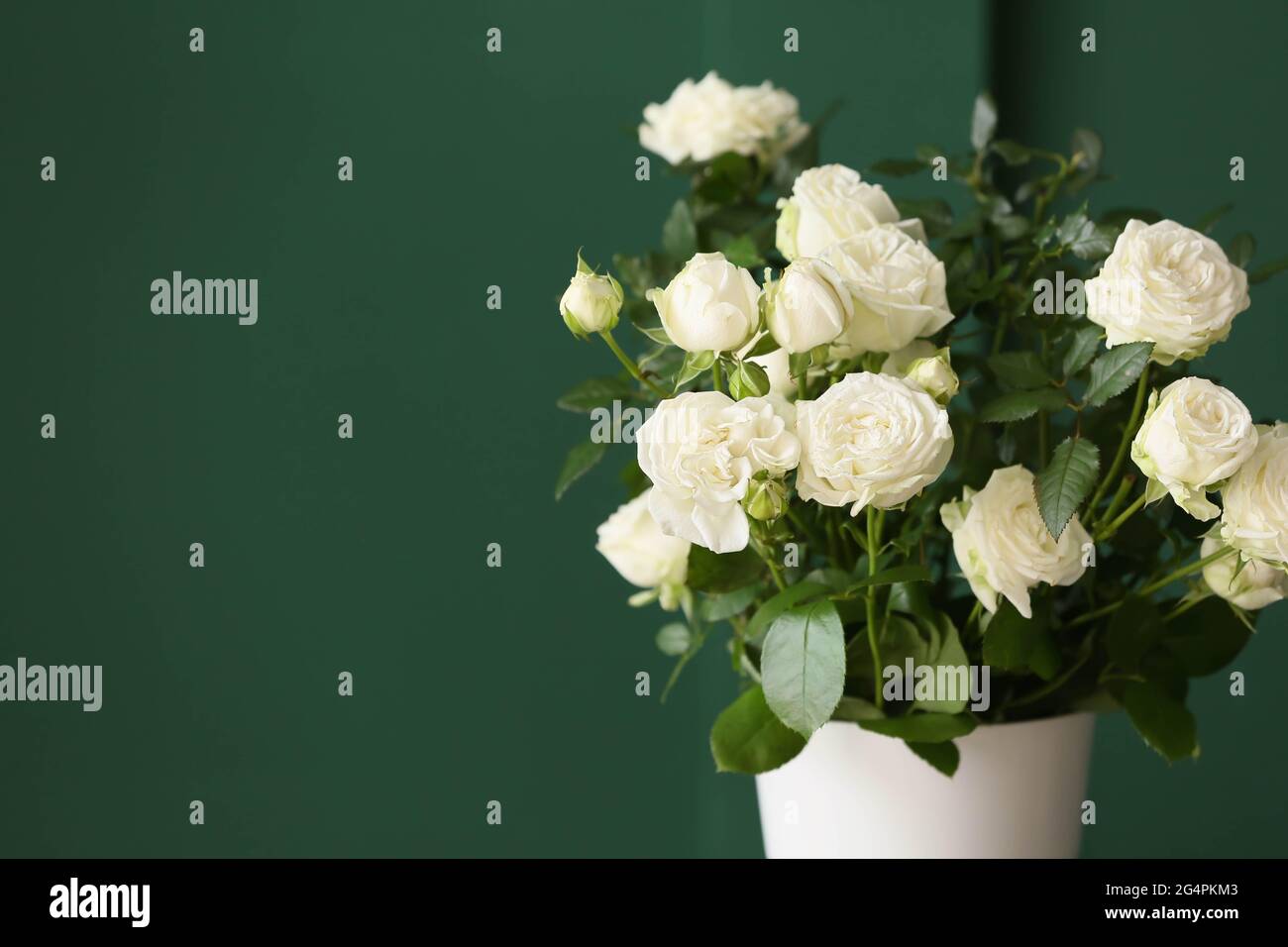Beautiful white rose in pot near color wall Stock Photo - Alamy