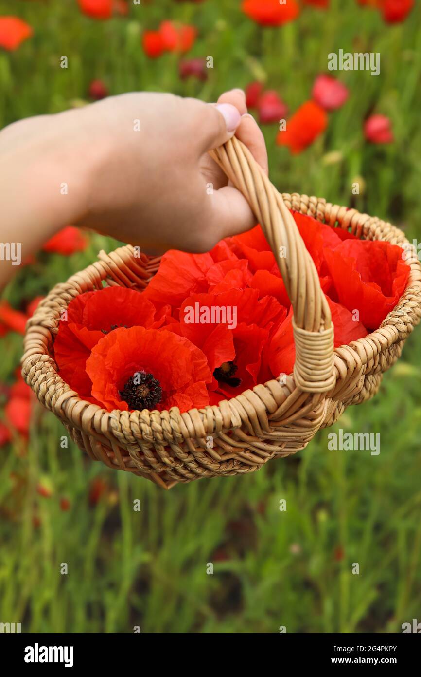 Woman holding basket with beautiful poppy flowers in field Stock Photo ...