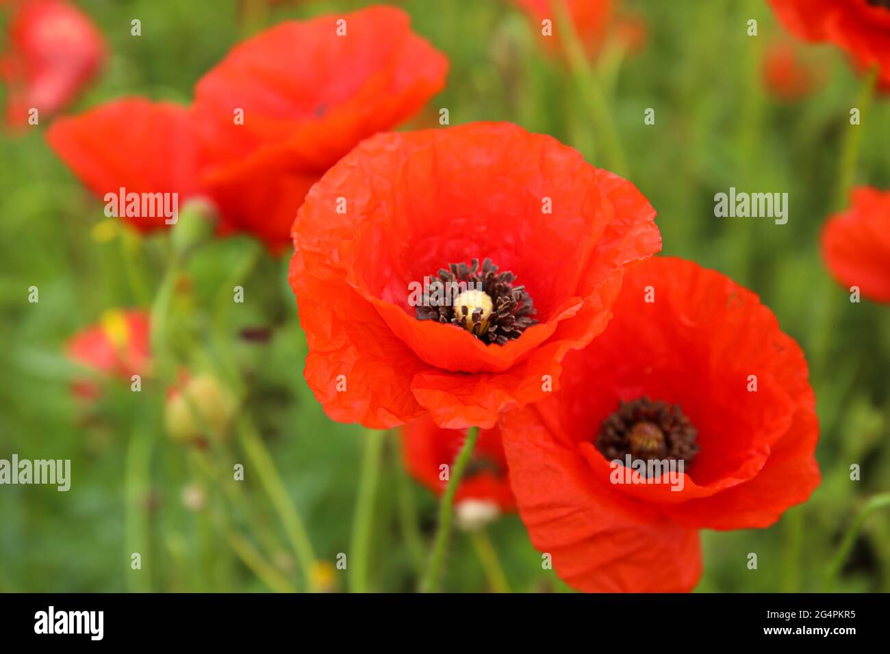 Beautiful poppy flowers in field, closeup Stock Photo - Alamy