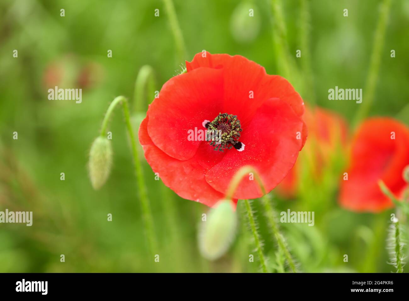 Beautiful poppy flower in field, closeup Stock Photo - Alamy