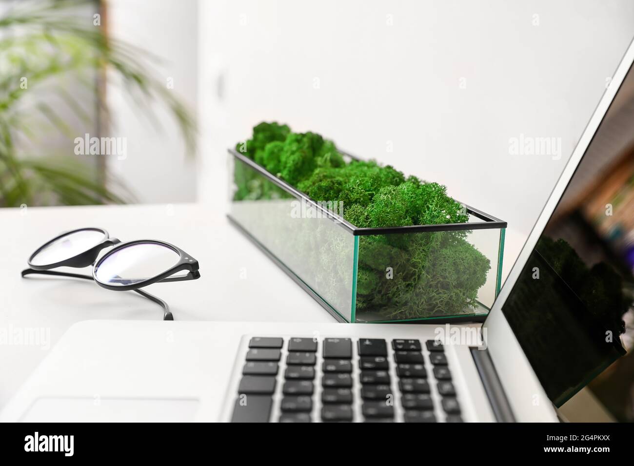 Decorative green moss, glasses and laptop on table, closeup Stock Photo ...