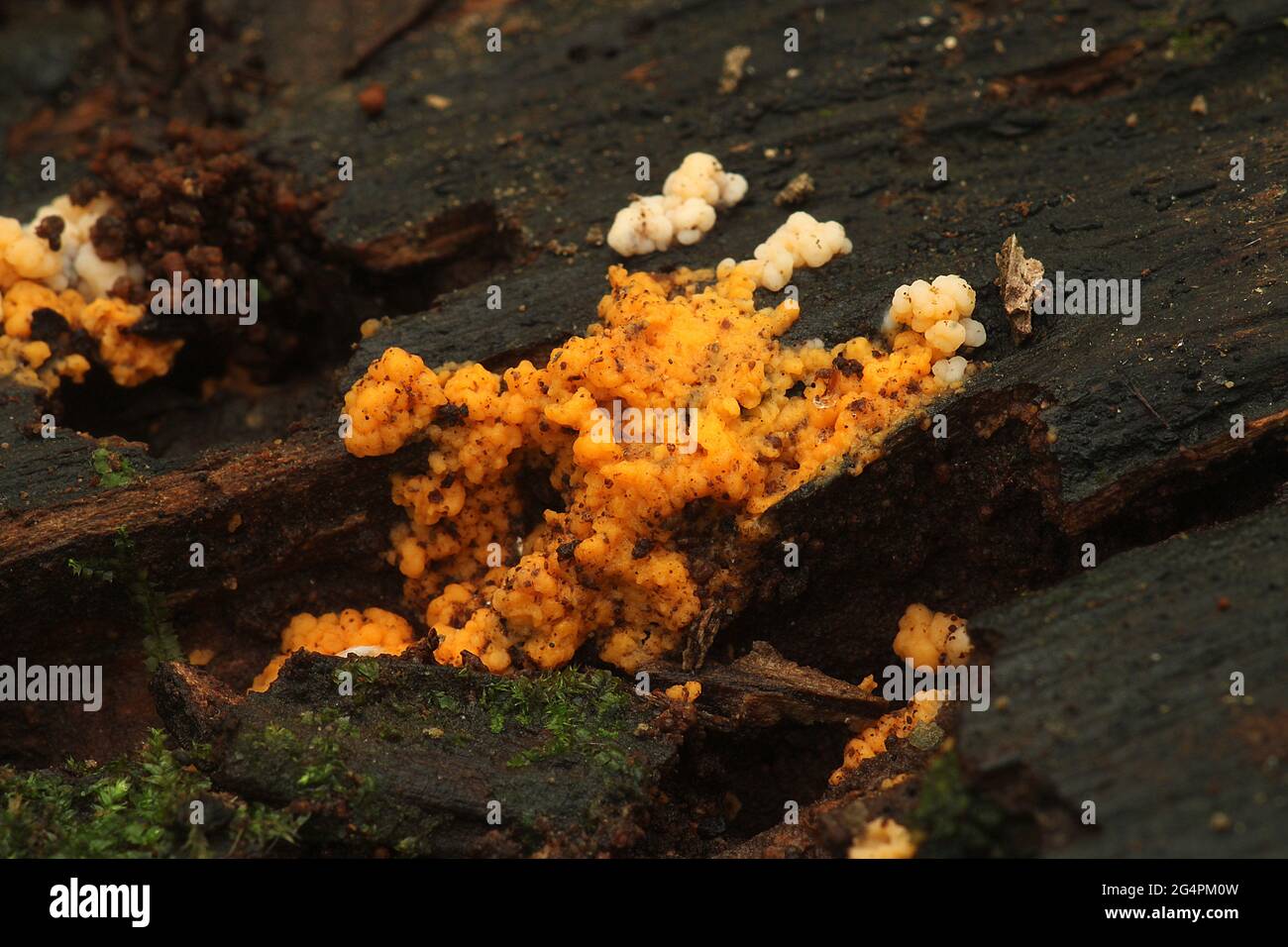 Slime mold/jelly fungus (Dacrymyces Stock Photo - Alamy