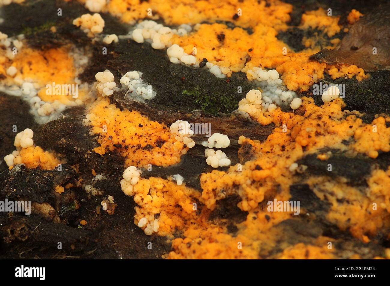 Slime mold/jelly fungus (Dacrymyces Stock Photo - Alamy