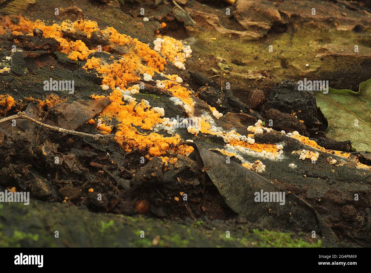 Slime mold/jelly fungus (Dacrymyces Stock Photo - Alamy