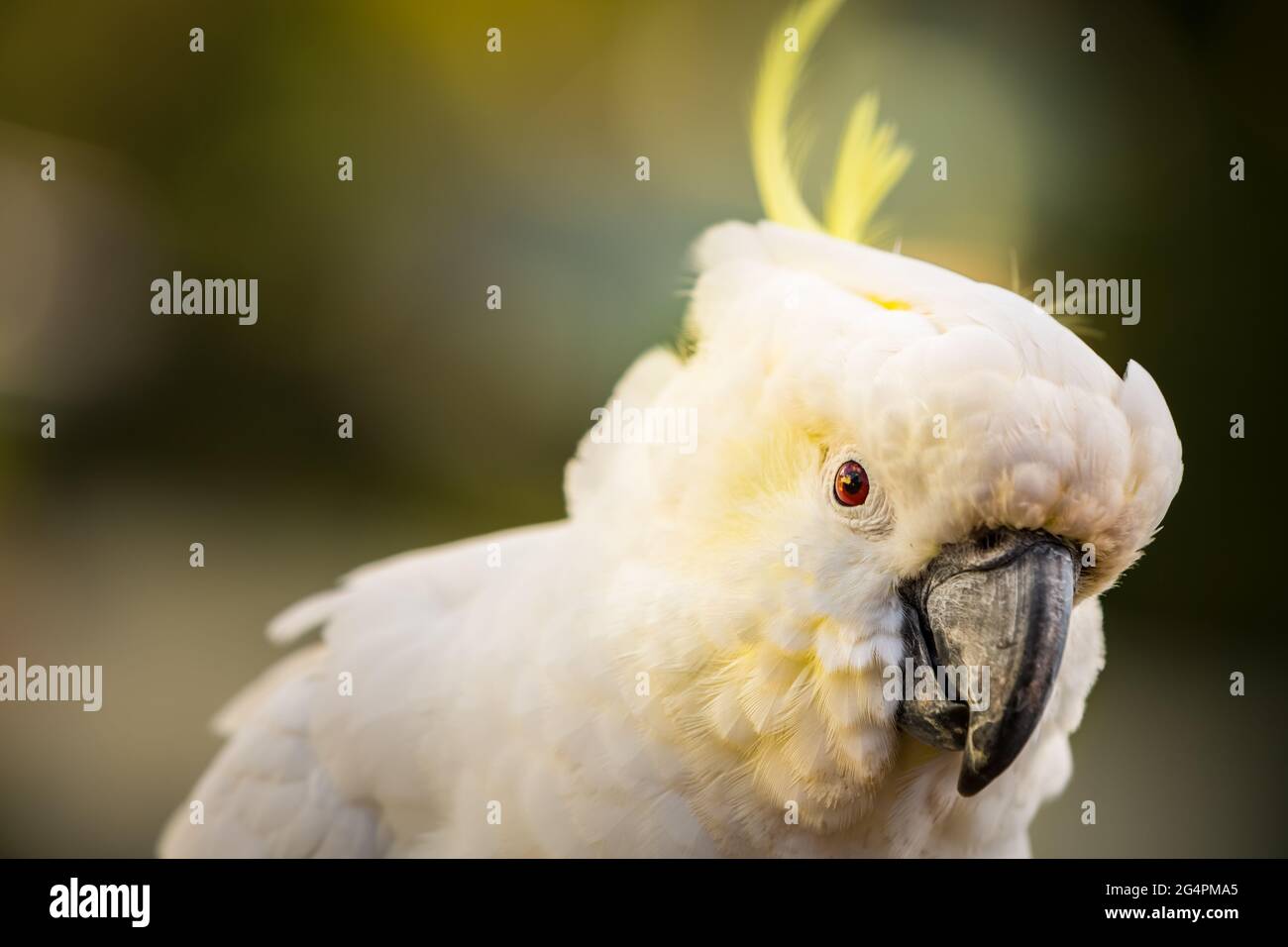 Sulphur Crested Cockatoo Stock Photo - Alamy