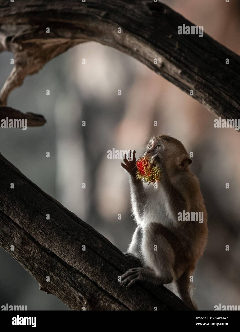 Monkey arm hi-res stock photography and images - Alamy