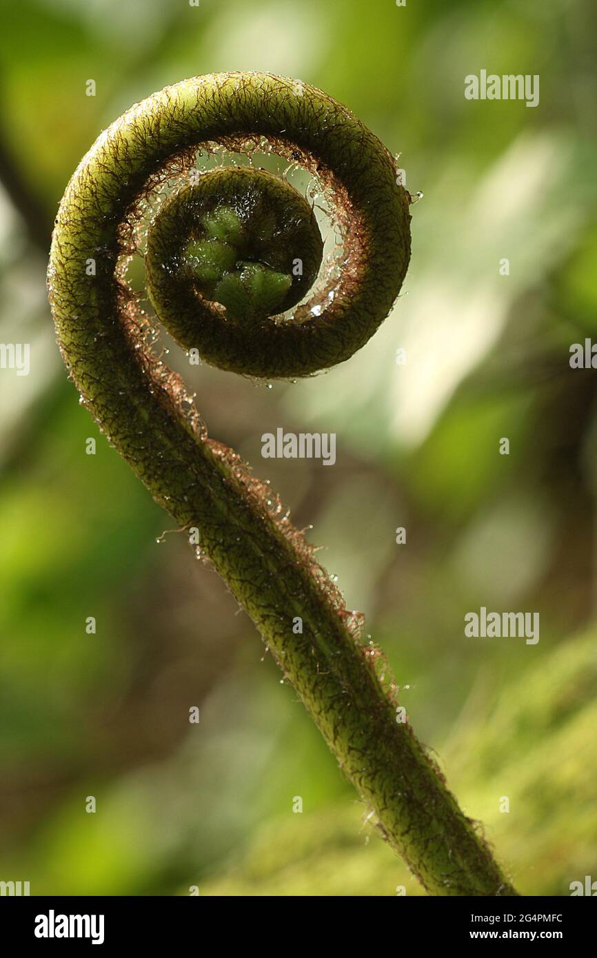 Fern fidddlehead (Asplenium sp Stock Photo - Alamy
