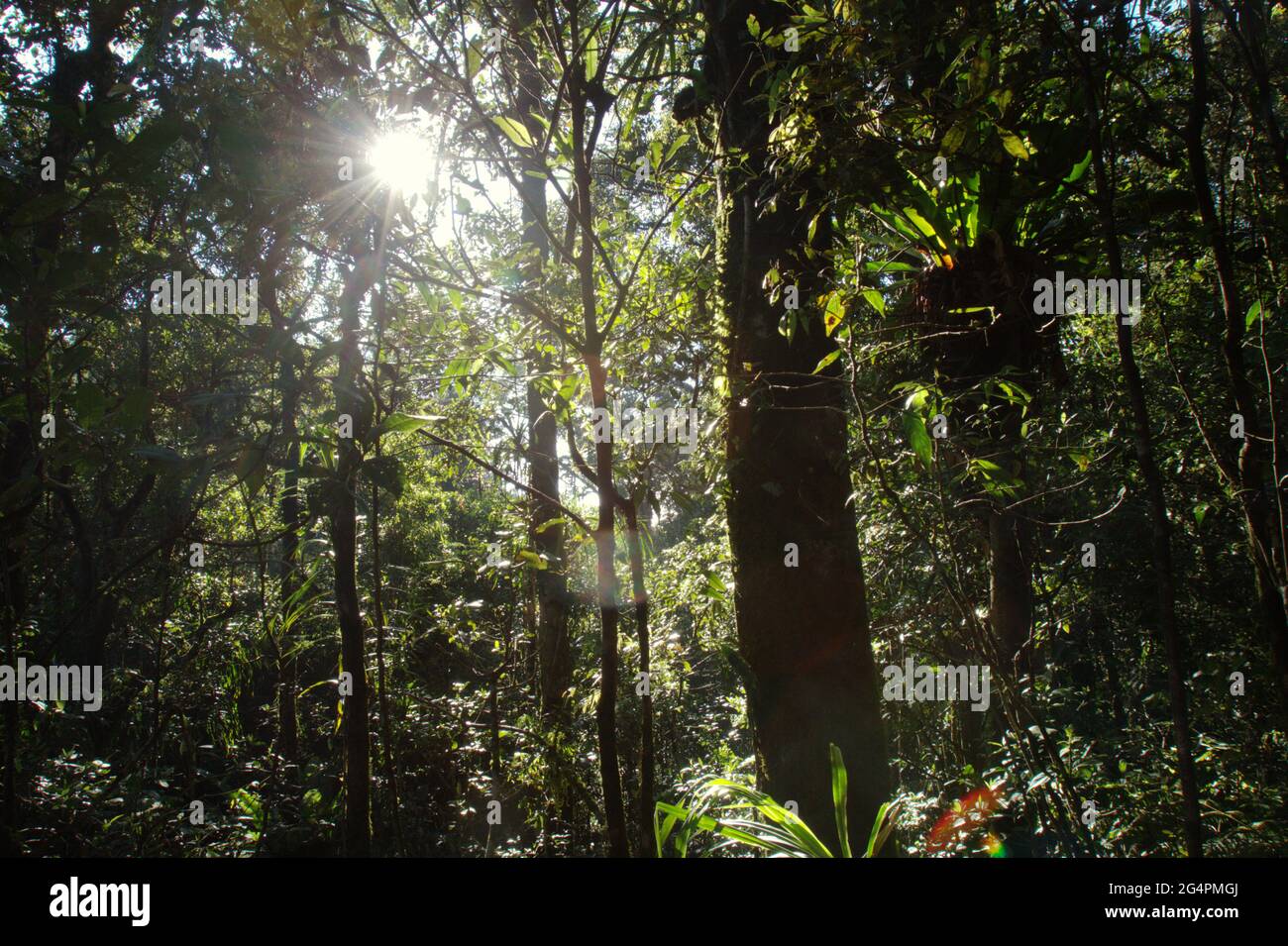 Mount Salak, West Java, Indonesia. May 11, 2012. Rainforest on a ridge ...