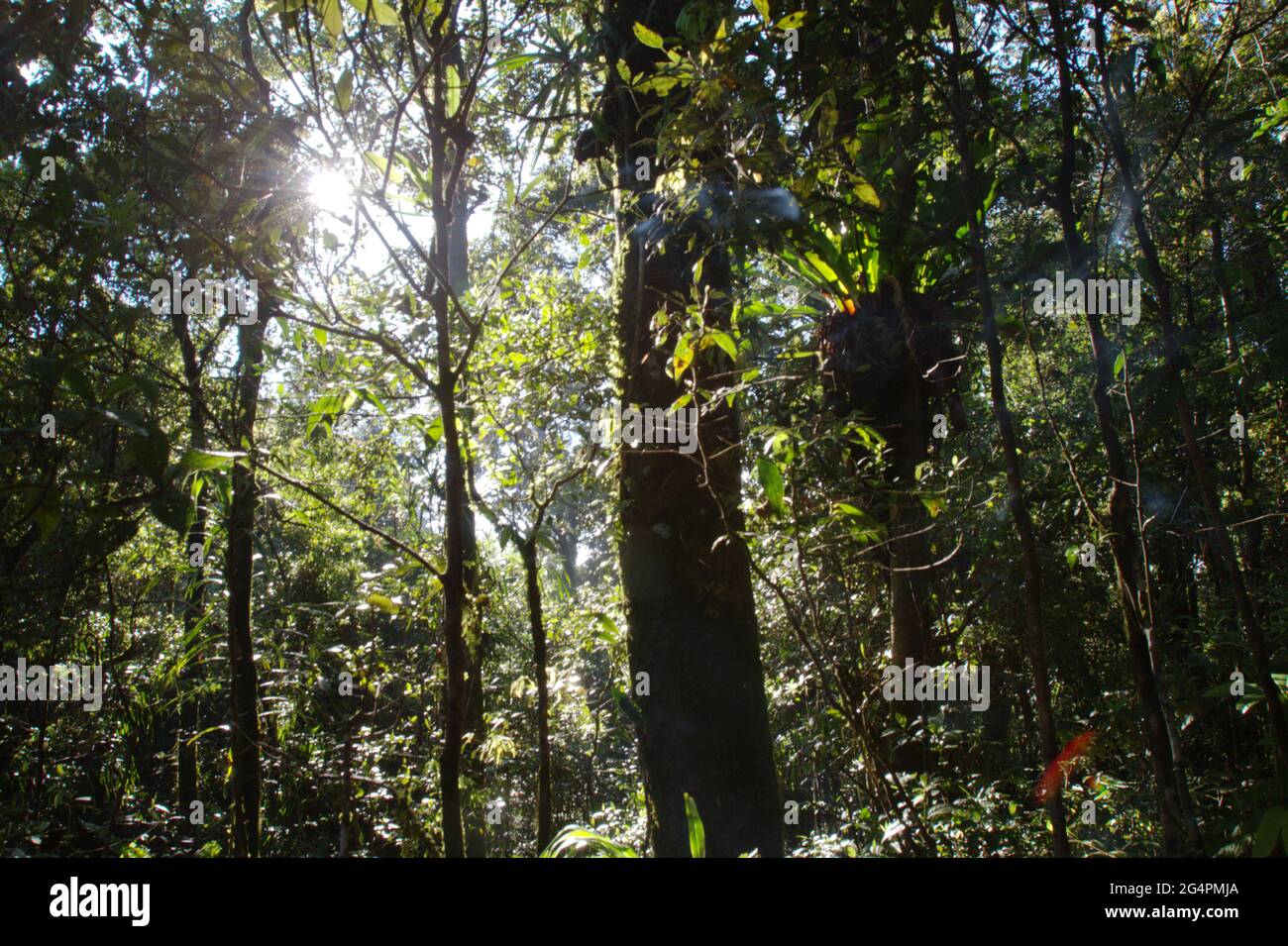 Mount Salak, West Java, Indonesia. May 11, 2012. Rainforest on a ridge ...