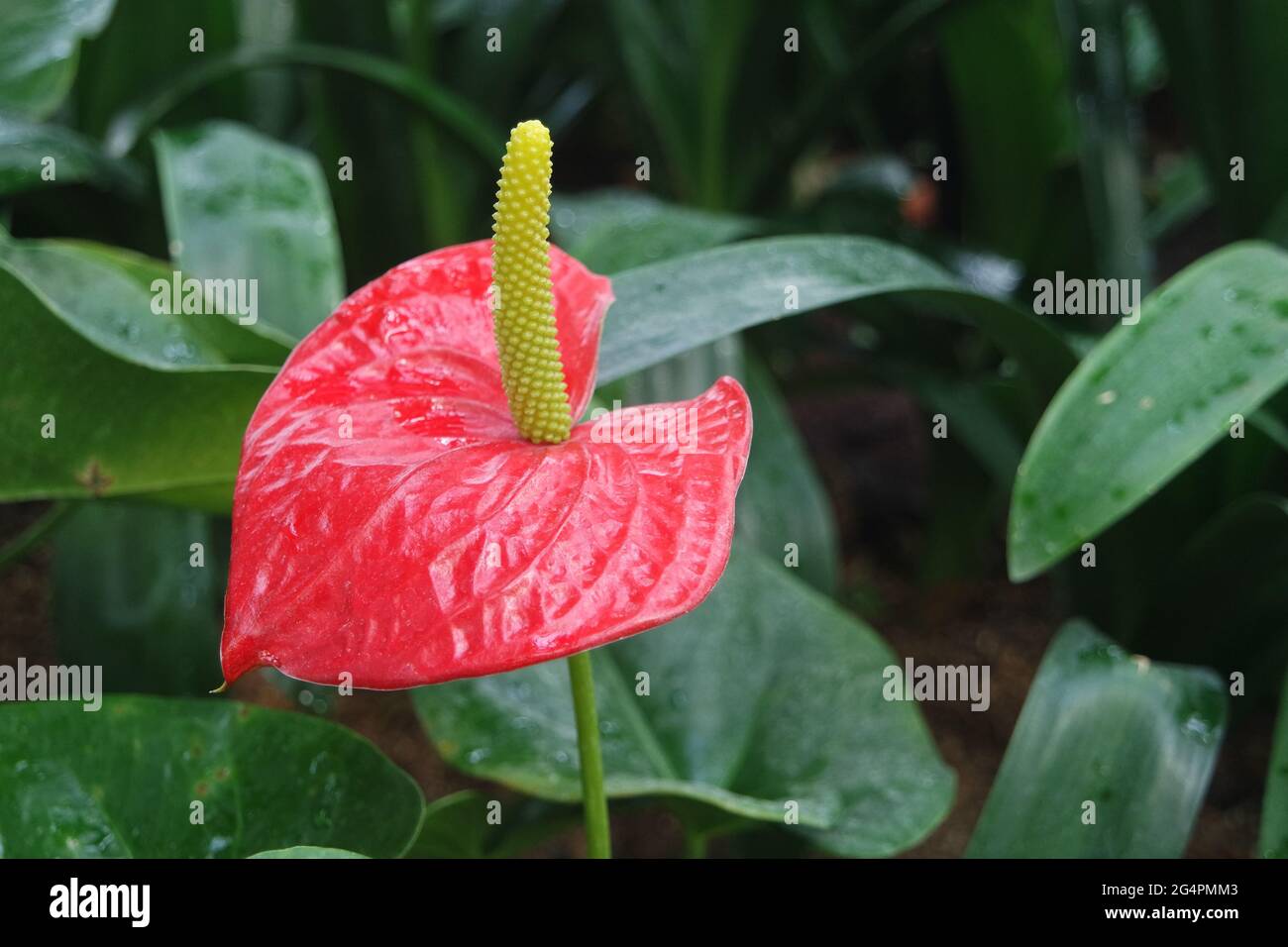 Red Anthurium andraeanum Flamingo Flower Stock Photo - Alamy