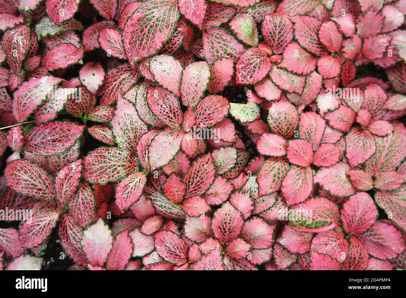 Plant fittonia verschaffeltii hi-res stock photography and images - Alamy