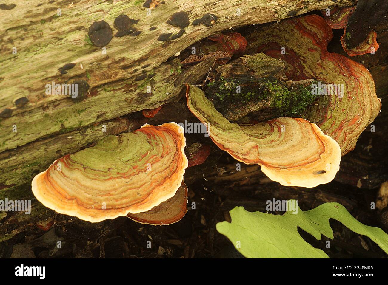 Turkey tail bracket fungus (Stereum versicolor Stock Photo - Alamy