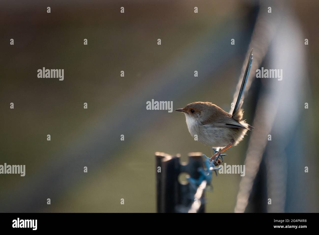 Supurb fairy wren hi-res stock photography and images - Alamy