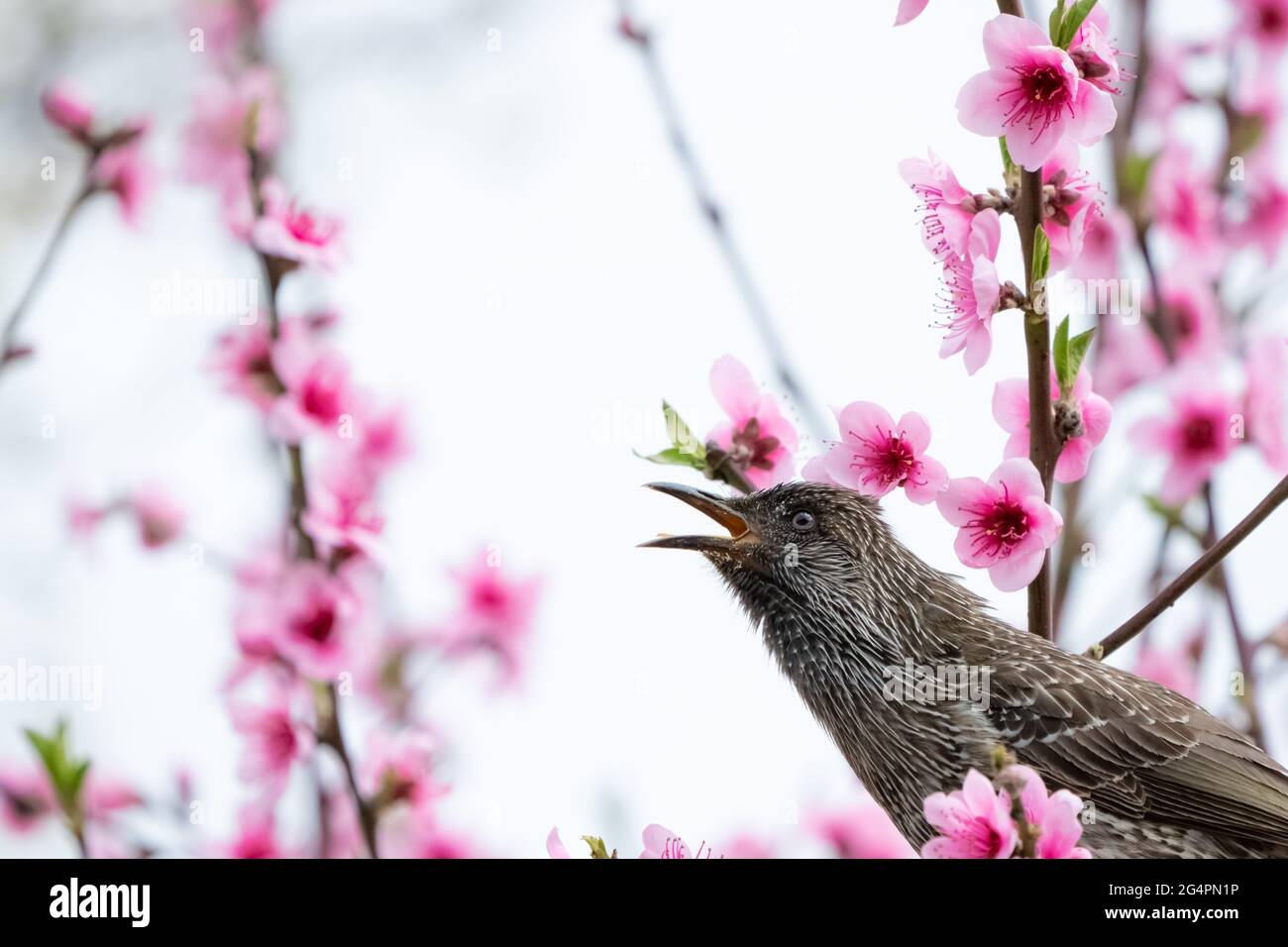 Red wattle tree hi-res stock photography and images - Alamy