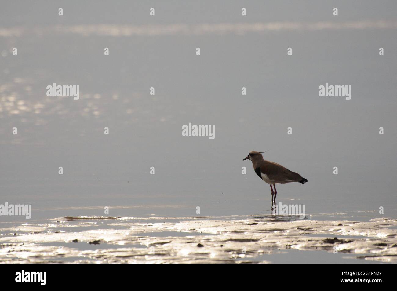 Teros uruguay hi-res stock photography and images - Alamy