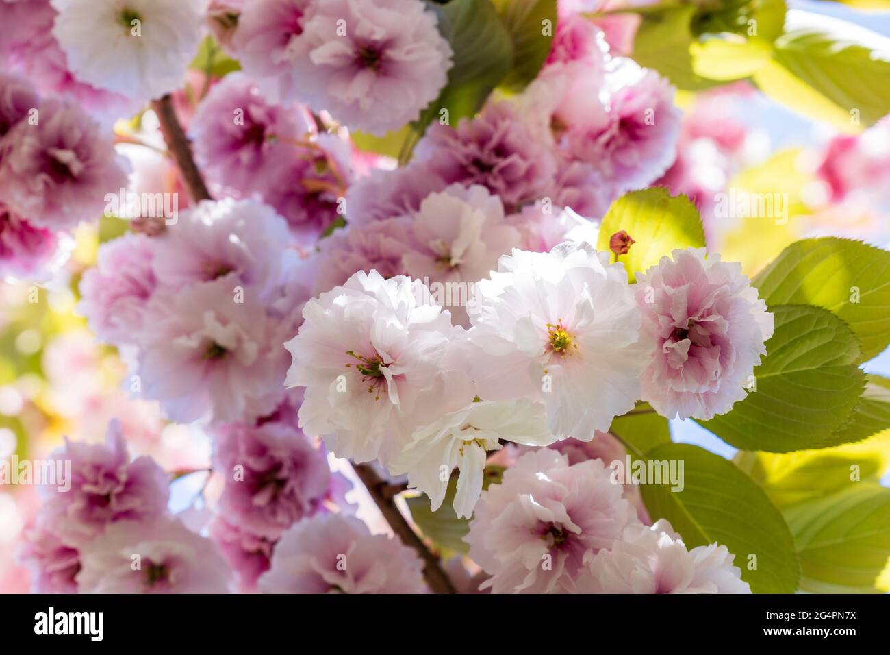 Blossoming fruit tree with white pink looking up background Stock Photo ...