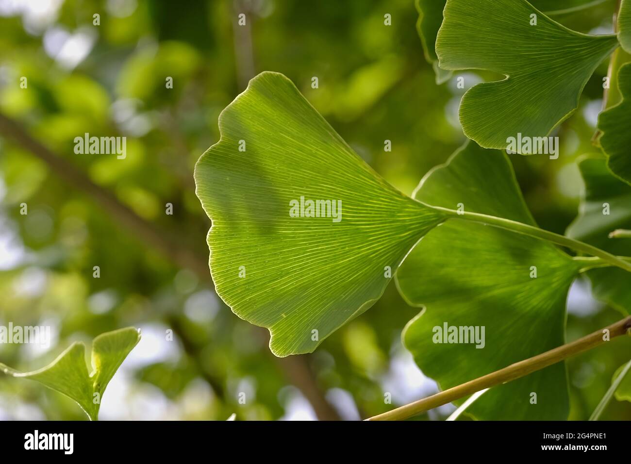 Leaves of the medicinal plant Ginkgo on a Ginkgo tree in summer, Ginkgo ...