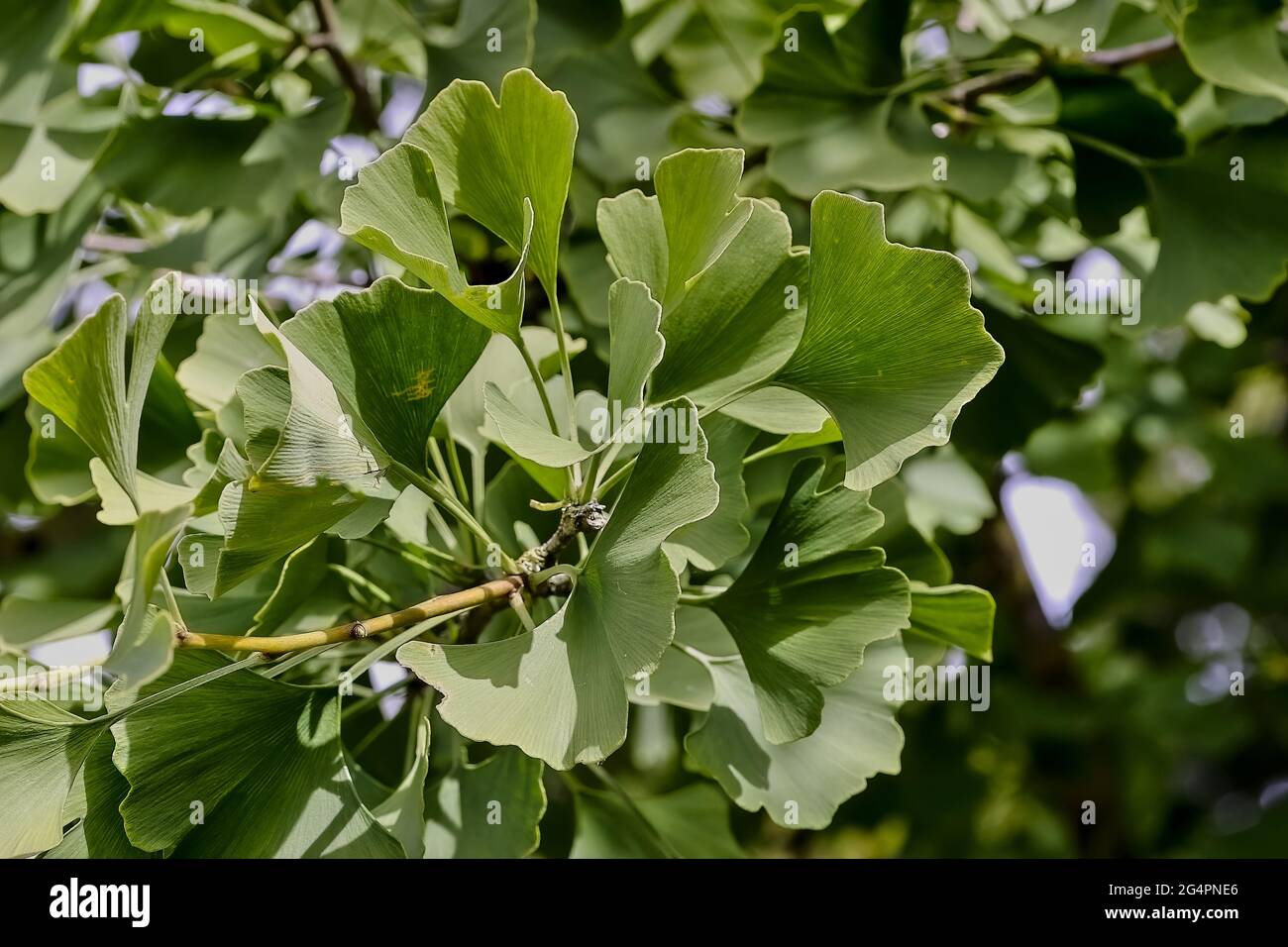 Leaves of the medicinal plant Ginkgo on a Ginkgo tree in summer, Ginkgo ...