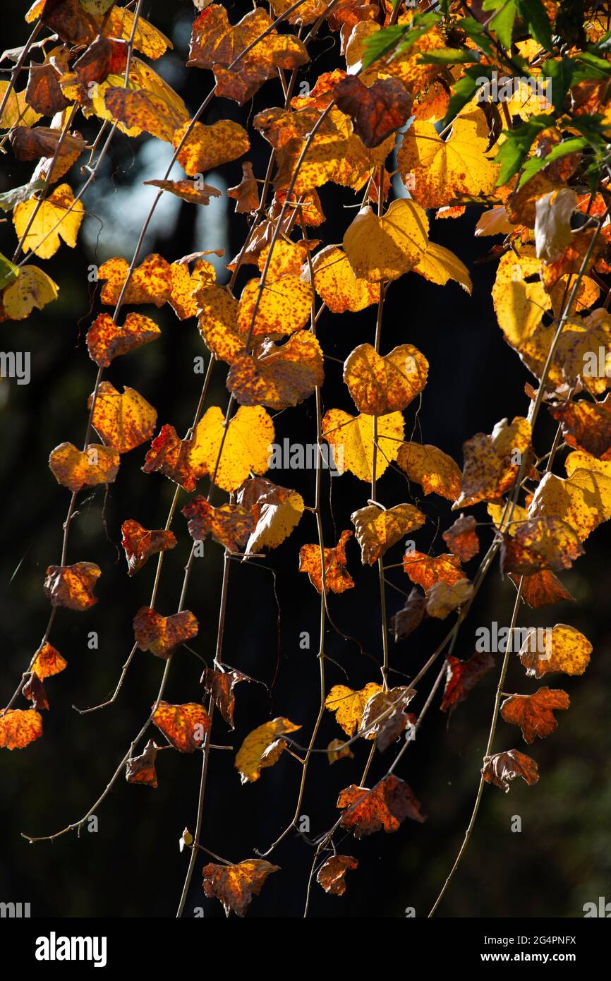 California Wild Grapevine exhibits a mix of fall-colored leaves along ...