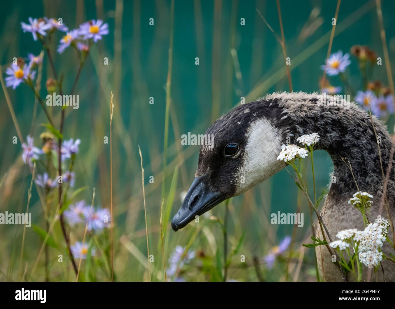 Candian national park hi-res stock photography and images - Alamy