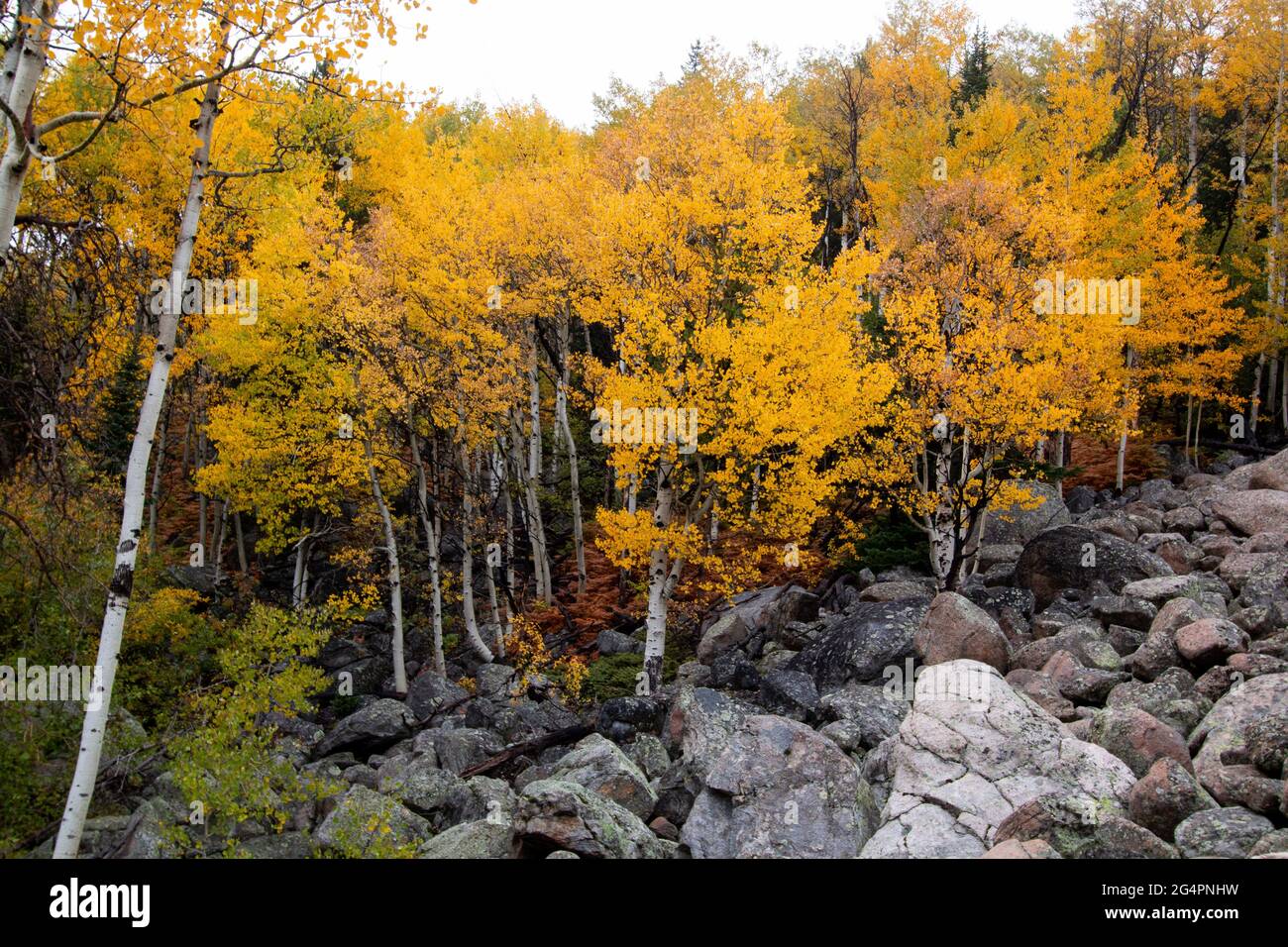 Quaking aspen grove hi-res stock photography and images - Alamy