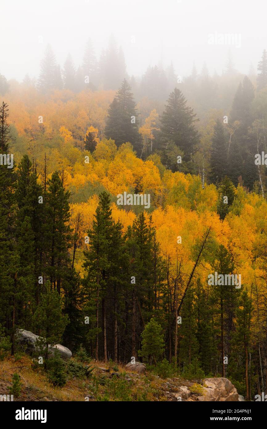 Fog descends upon a slope filled with quaking aspen bathed in fall ...
