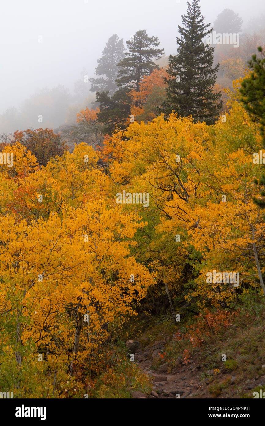 A cold, morning fog descends upon a mountain slope filled with colorful ...